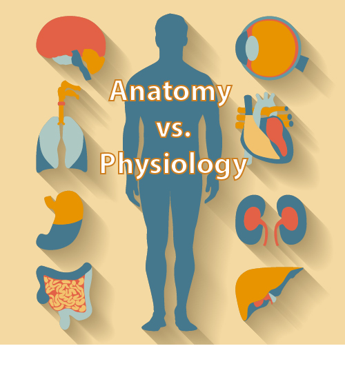 Difference Between Anatomy And Physiology 1 Educator Blog